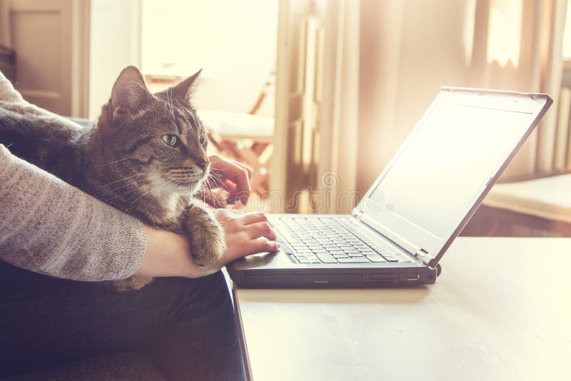 Katze, Die An Dem Computer Arbeitet Stockbild - Bild von internet, netz ...