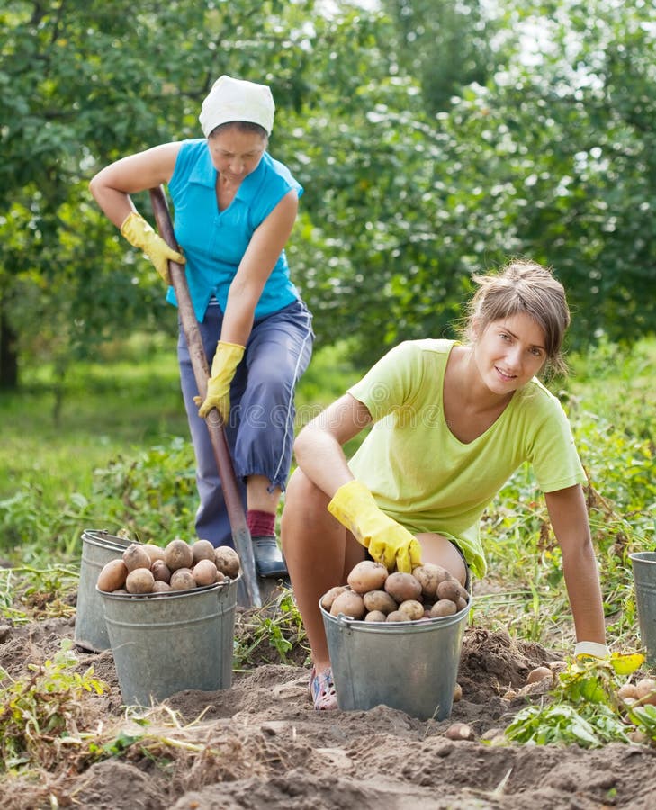 Ernten der Kartoffeln stockbild. Bild von kartoffeln - 28162397