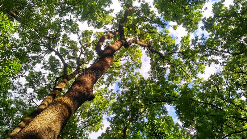 Fraxinus Excelsior. Bottom View of Two Tall Beautiful Ash Trees Stock ...