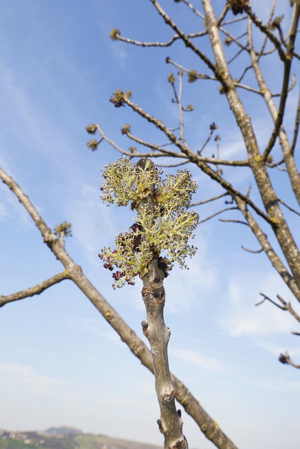 Fraxinus Excelsior Tree in Bloom Stock Image - Image of close, plant ...