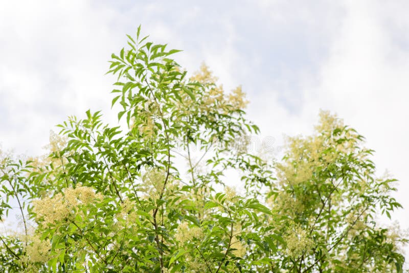 Fraxinus Formosana Tree In Bloom. Stock Image - Image of blooming ...