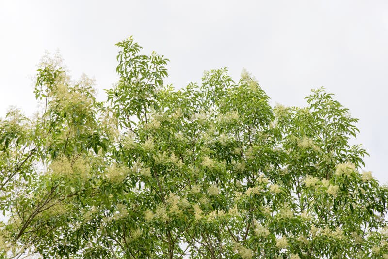 Fraxinus Formosana Tree Bloom Stock Photos - Free & Royalty-Free Stock ...