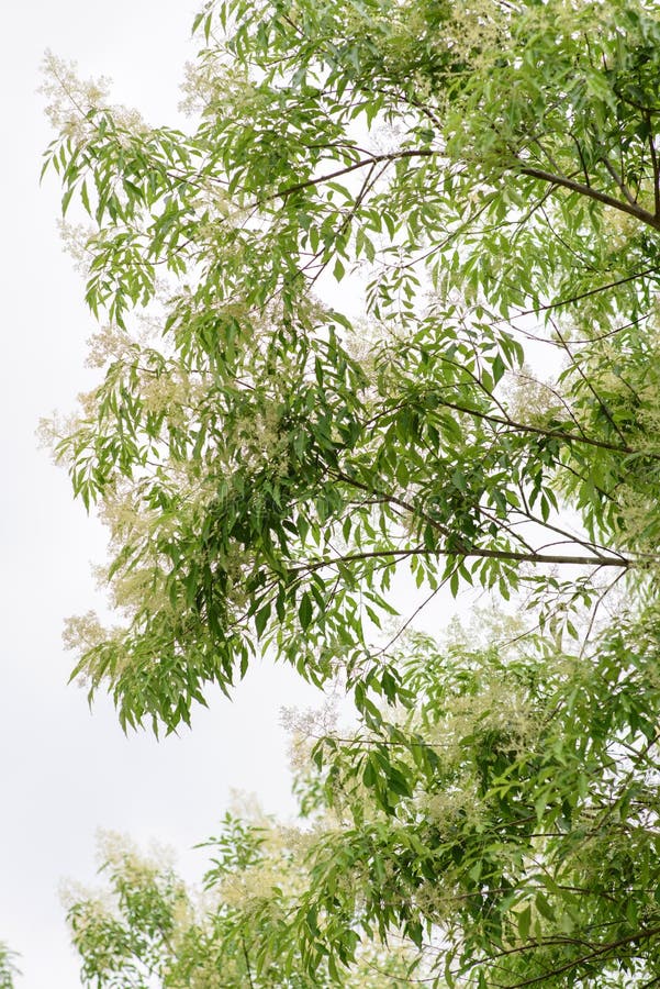 Fraxinus Formosana Tree in Bloom. Stock Photo - Image of inflorescences ...