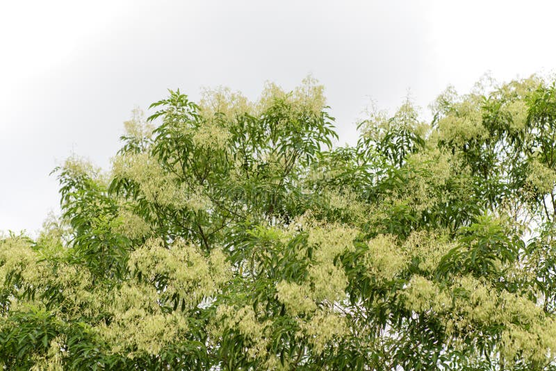 Fraxinus Formosana Tree in Bloom. Stock Image - Image of clear, season ...