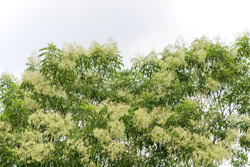 Fraxinus Formosana Tree in Bloom. Stock Photo - Image of clouds, blue ...
