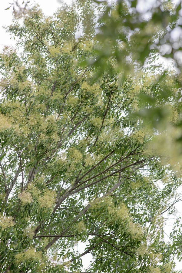 Fraxinus Formosana Tree Bloom Stock Photos - Free & Royalty-Free Stock ...