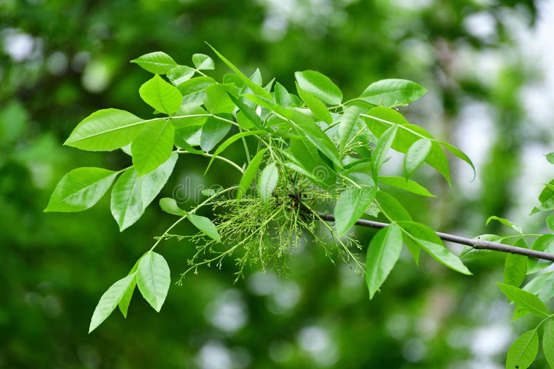 Fraxinus Pennsylvanica is a Pennsylvania Ash in Spring Stock Image ...