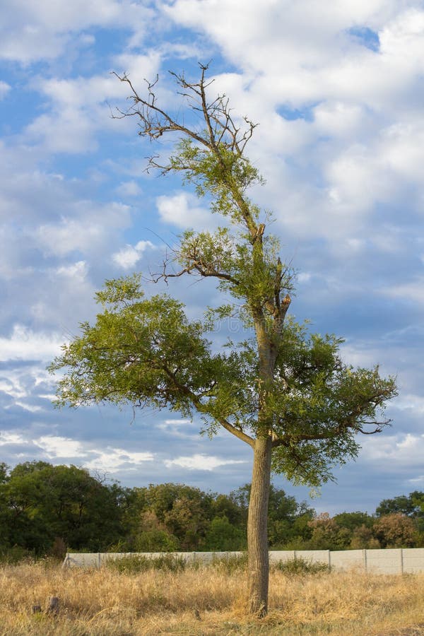 Fraxinus tree stock image. Image of clouds, summit, feathery - 84604889