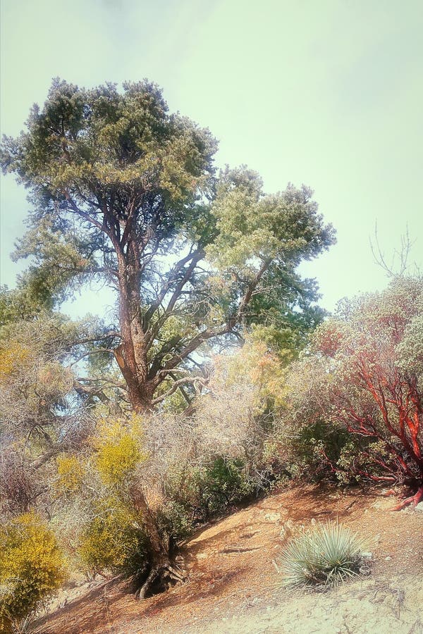 Frazier Park, CA stock image. Image of park, nature, february - 66872061