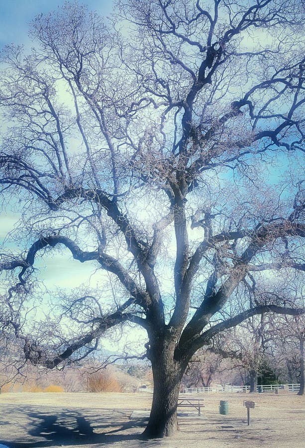 Frazier Park, CA stock image. Image of plant, freezing - 66872173