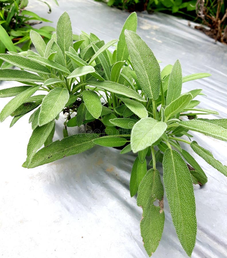 Freah Herbs Stock Photos - Free & Royalty-Free Stock Photos from Dreamstime