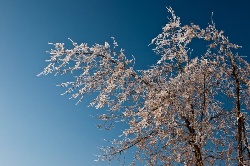 Freak of nature stock photo. Image of nature, climate - 17687906