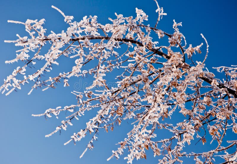 Freak of nature stock photo. Image of covering, park - 17687908