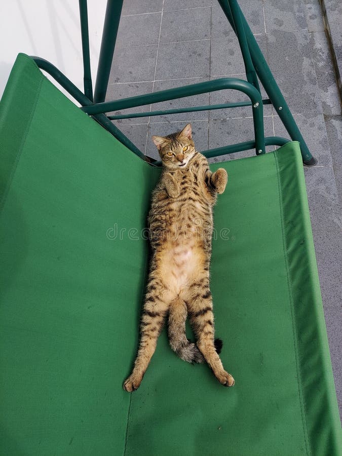 Freaky cat stock image. Image of carnivore, mammal, leaf - 269472899