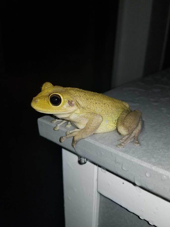 Freaky Florida Frog stock image. Image of toad, amphibians - 169629715