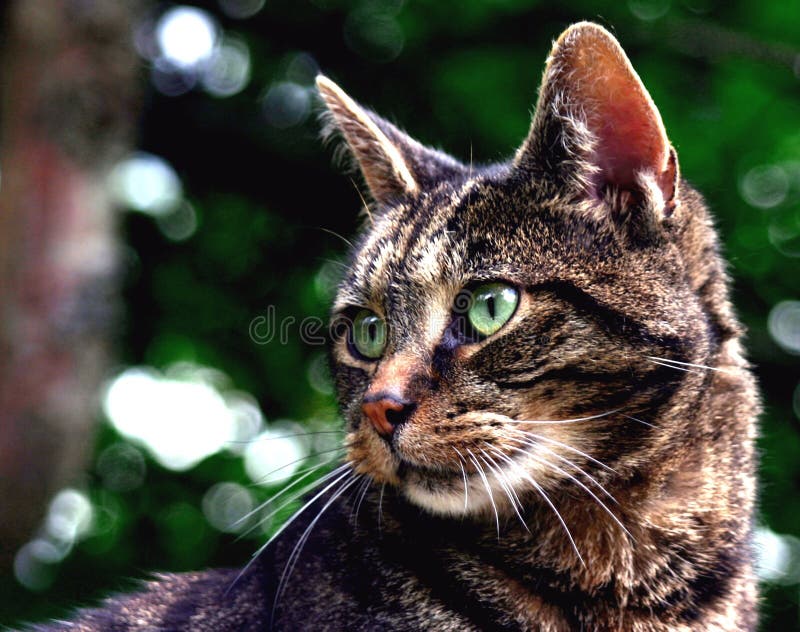 Freaky my cat stock photo. Image of hunter, mouser, feline - 651038