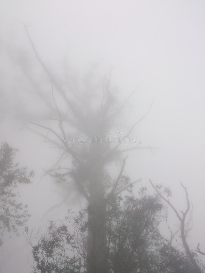 268 Freaky Tree Stock Photos - Free & Royalty-Free Stock Photos from ...