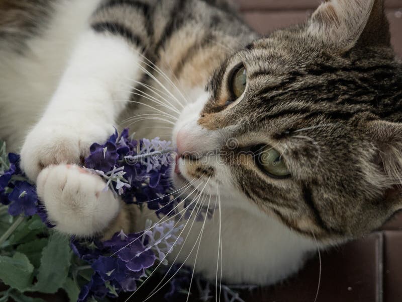 Freche Katze stockfoto. Bild von weiß, augen, haar, katze - 112163616