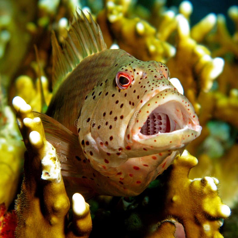 Freckled Forsteri Hawkfish - Paracirrhites Stock Afbeelding - Image of ...