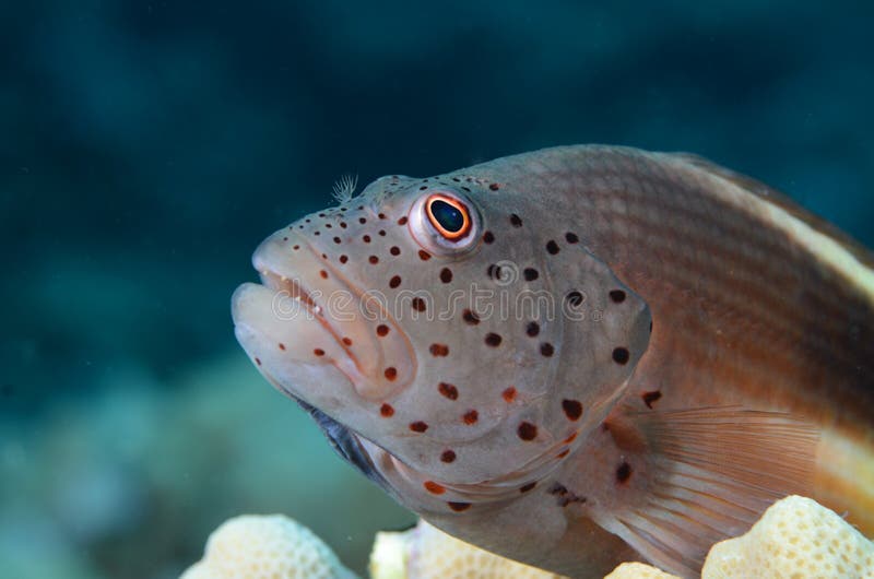 Freckled Hawk fish stock photo. Image of ocean, spots - 32015978