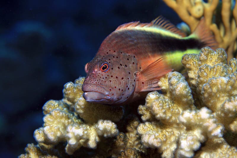 Freckled hawkfish stock photo. Image of beautyful, aegypt - 22508144