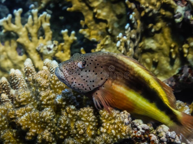 Hawkfish Lies Stock Photos - Free & Royalty-Free Stock Photos from ...