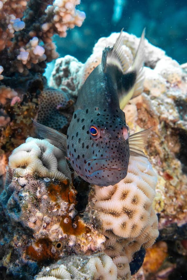 Freckled Hawkfish Swimming Around a Sharp Textured Coral Reef Under the ...