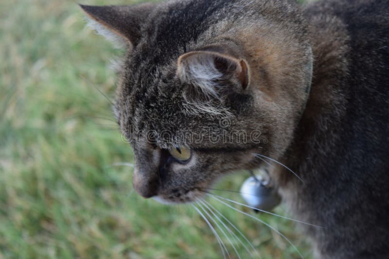 Freckles photo stock. Image du freckles, maison, félin - 74938748