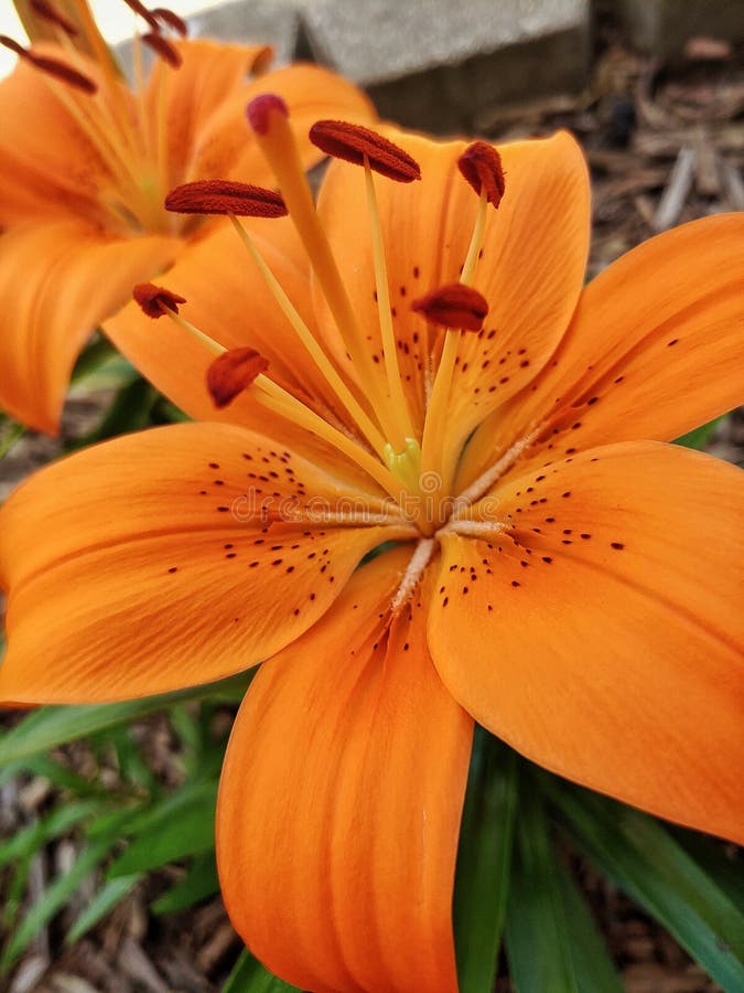 Freckles of a flower stock image. Image of flower, yellow - 152259799