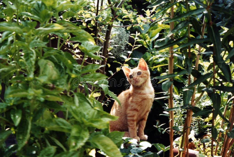 Fred el gato de selva foto de archivo. Imagen de orgulloso - 1135364