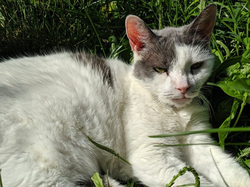 Freddy the cat stock photo. Image of gray, freddy, cute - 187454430