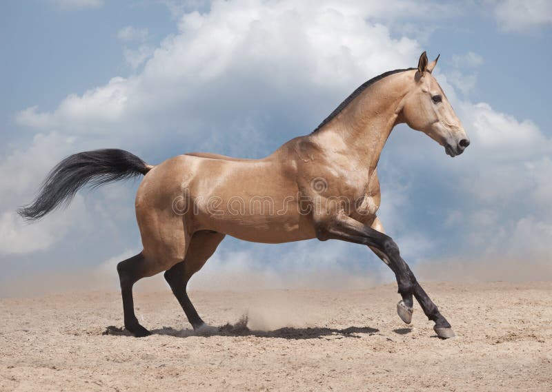 Grey akhal-teke horse stock image. Image of black, natural - 11574665