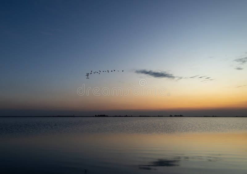 Free Animals Flying in Groups. a Flock of Birds Flying Stock Image ...