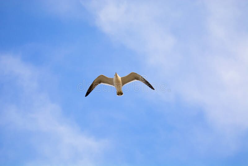 A free bird above the sea stock image. Image of blue - 84567537