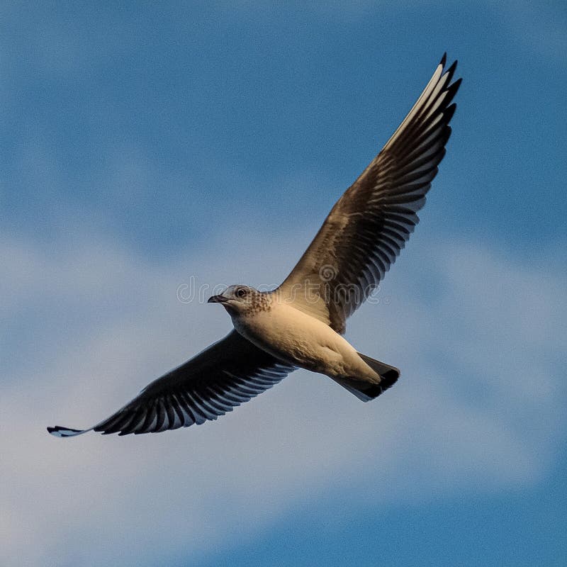 Free Bird Flying in the Sky Stock Illustration - Illustration of vector ...