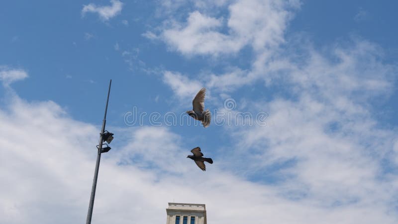 Free Birds Flying Over the City Stock Photo - Image of blurry, fresh ...