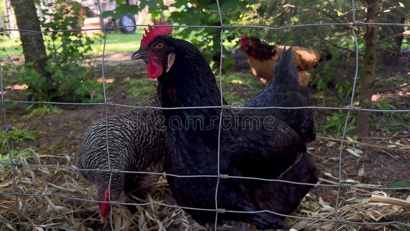 Pui în Cușcă Liberă Care Se Hrănește în Aer Liber în Curtea Din Spate ...