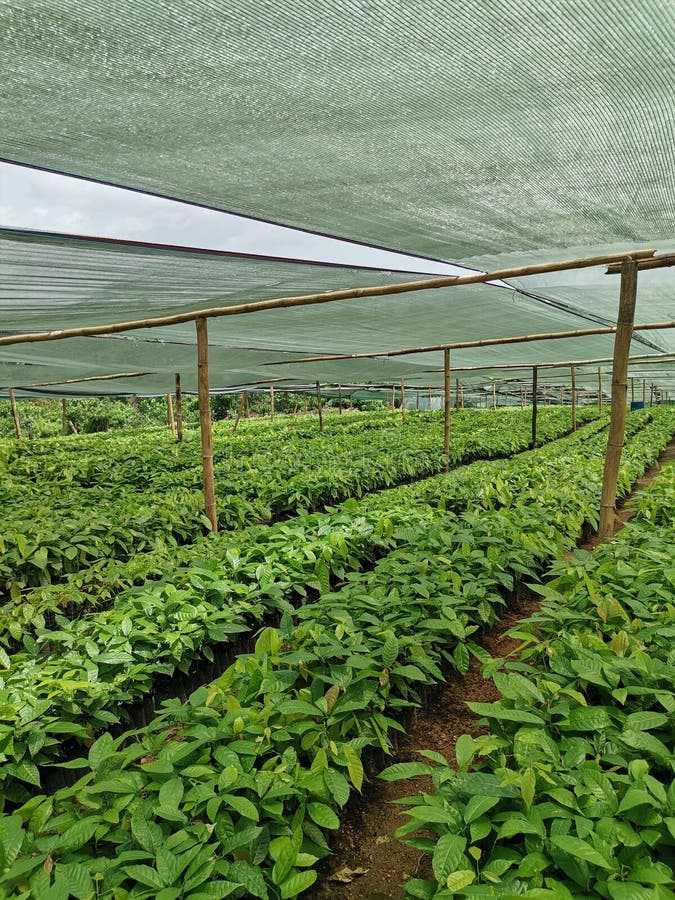 Free Cocoa Seedlings To Be Distributed To Farmers in Ghana Stock Image ...