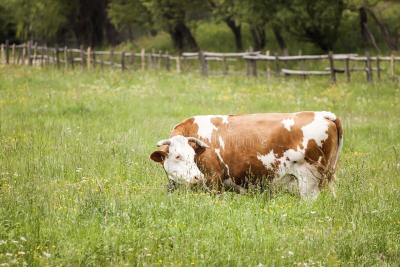 Free cow stock image. Image of domestic, field, wild - 55744677