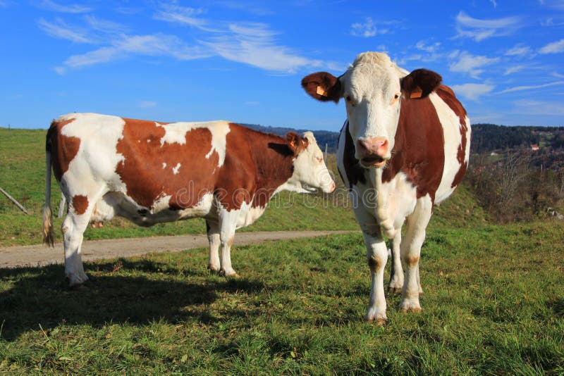 Free cows stock photo. Image of graze, cows, happy, cheese - 62557132