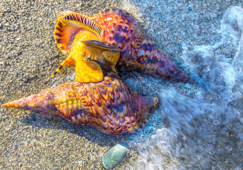 Free Diver Finds Shells in the Aegean Clear Sea. Stock Photo - Image of ...