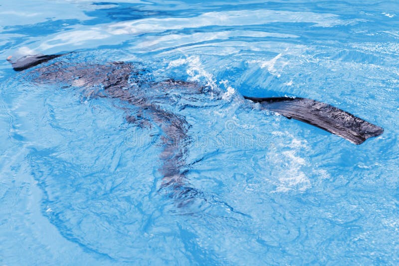 Free Diving Training on Swimming Pool Stock Image - Image of mono ...