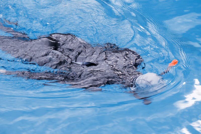 Free Diving Training on Swimming Pool Stock Photo - Image of tropical ...