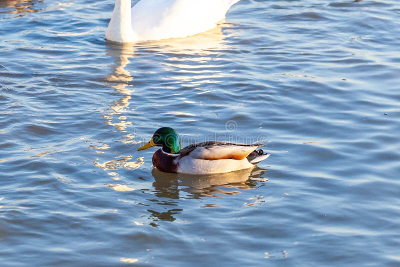 Free Duck Swimming in the Water, Animals Stock Image - Image of bird ...