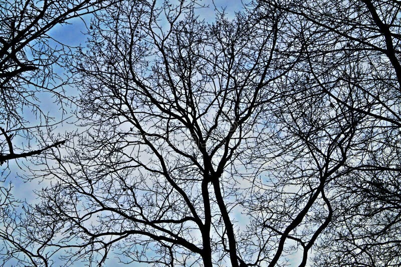 Free feeling trees stock image. Image of focus, blue - 85966405