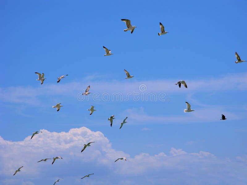 Free flight stock photo. Image of freely, wildlife, people - 50079472