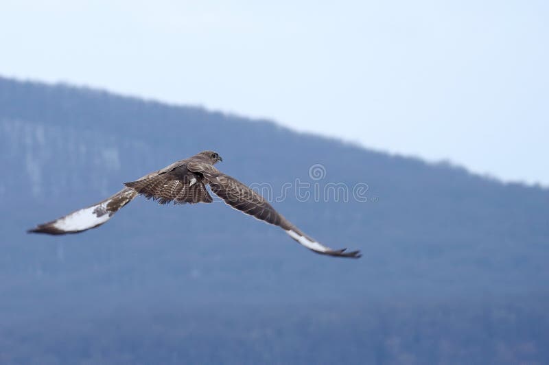 Resident 51 Videos Stock Photos - Free & Royalty-Free Stock Photos from ...