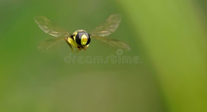 Free fly stock image. Image of outdoor, macro, animal - 109497493