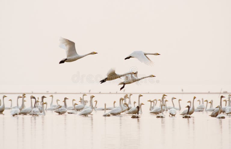 695 Setting Bird Free Stock Photos - Free & Royalty-Free Stock Photos ...