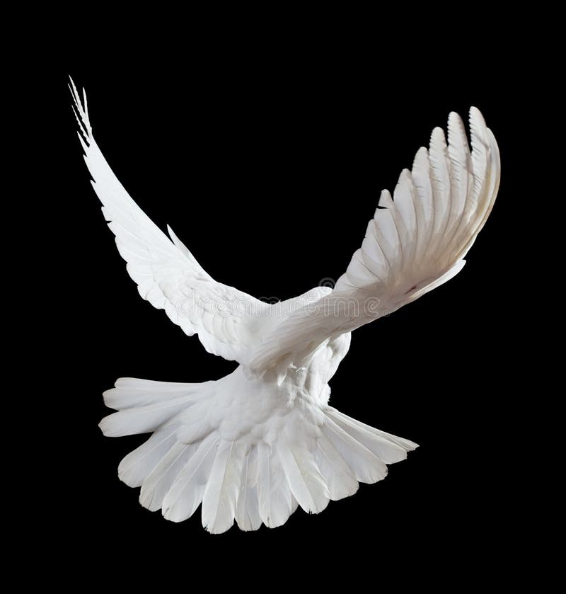 Dove flying stock photo. Image of white, nature, bird - 8811244